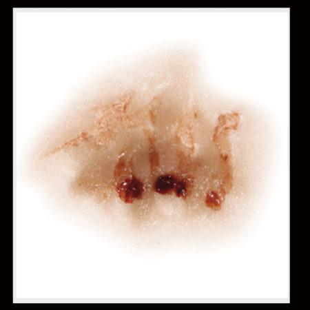 Buy Zombie Nose SFX Temporary Tattoo Halloween | Brisbane Costume Shop